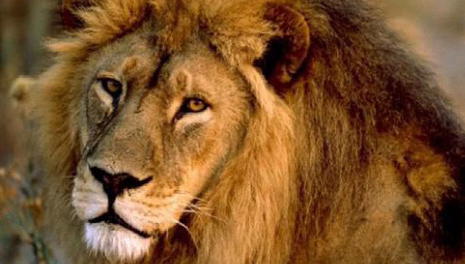 El rey de la selva - Ricardo Garza Montemayor